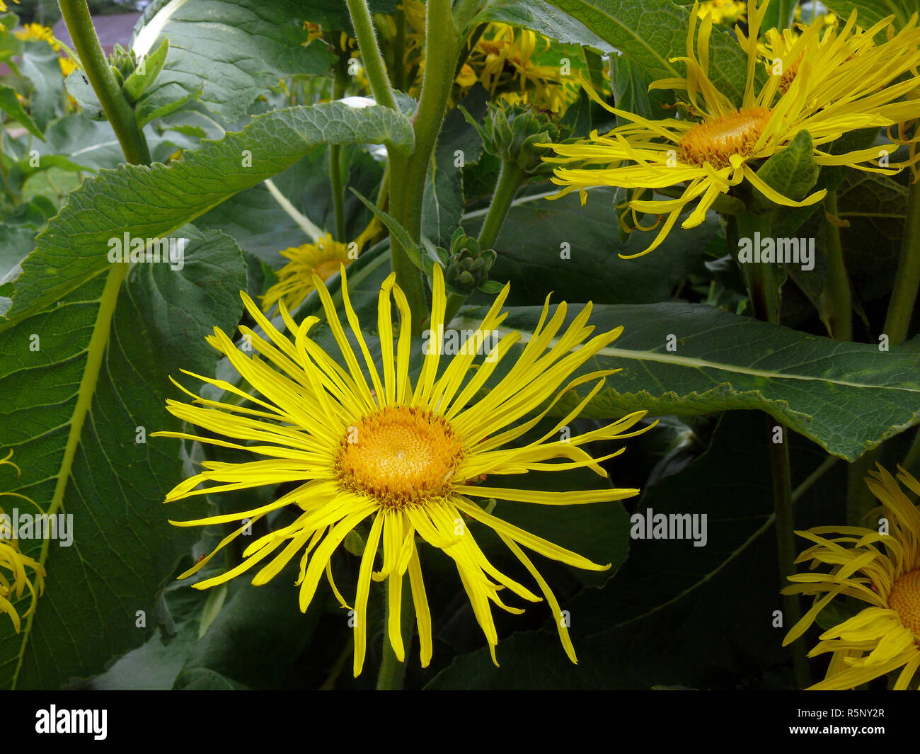 Alante hi-res stock photography and images - Alamy