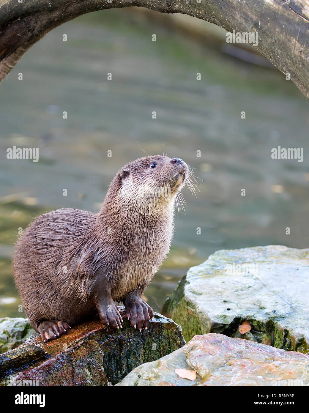 Weasel in the wild Stock Photo - Alamy