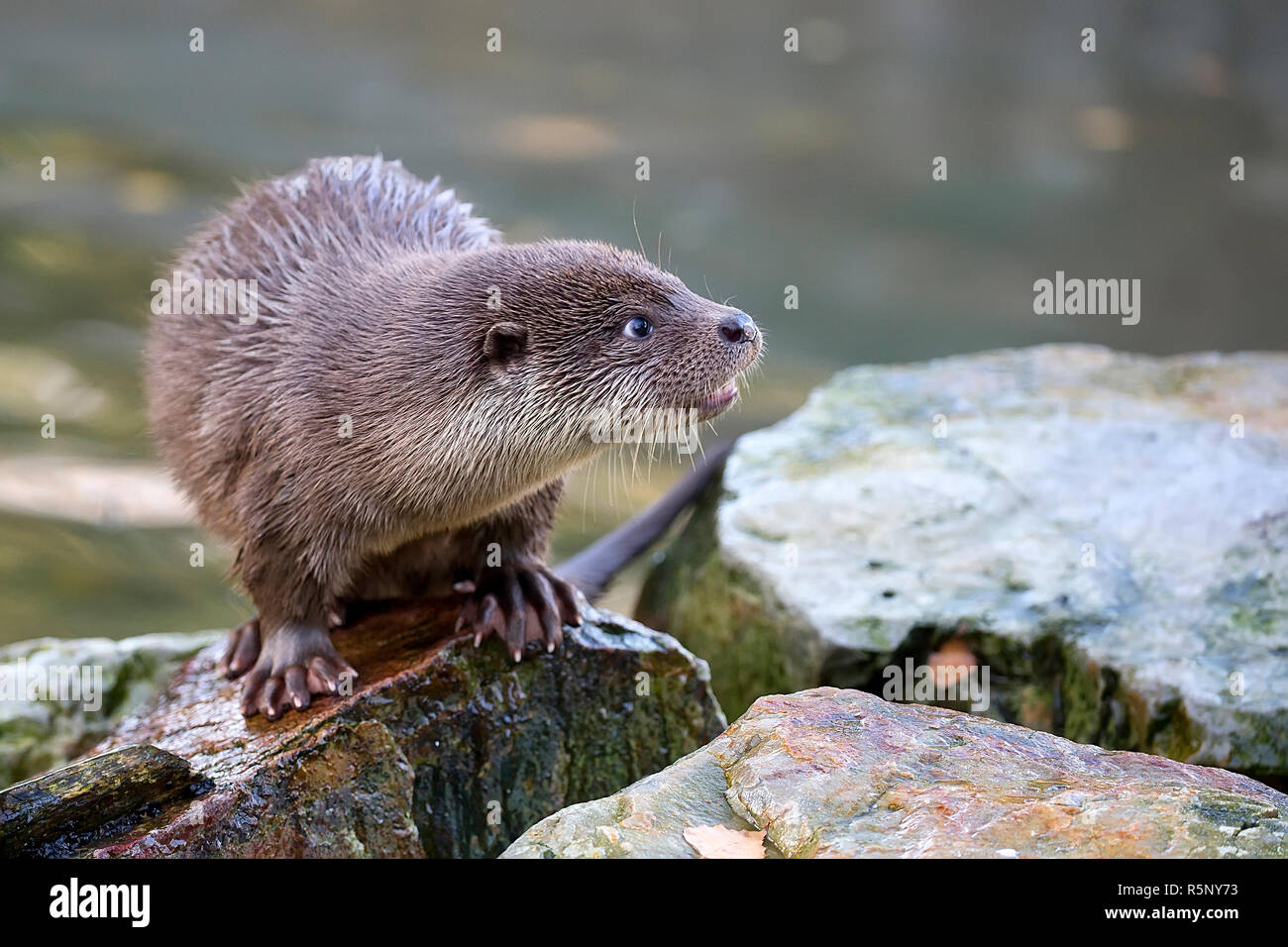 Weasel in the wild Stock Photo - Alamy