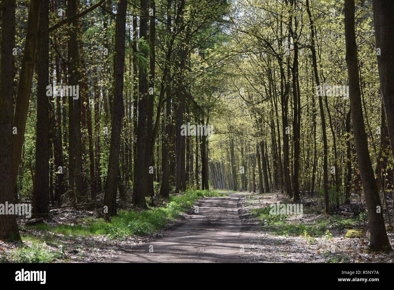 forest path in spring Stock Photo - Alamy