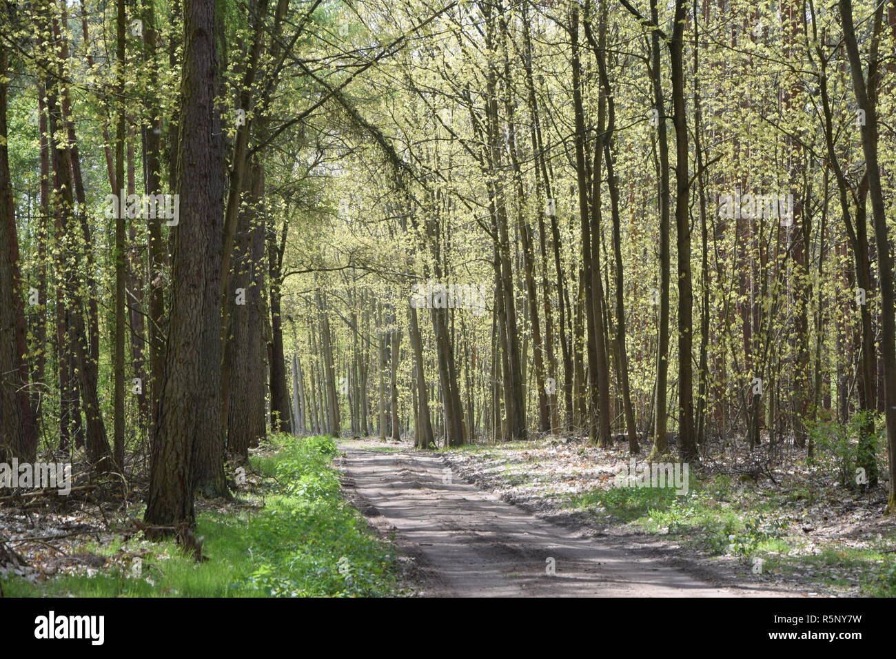 forest path in spring Stock Photo - Alamy