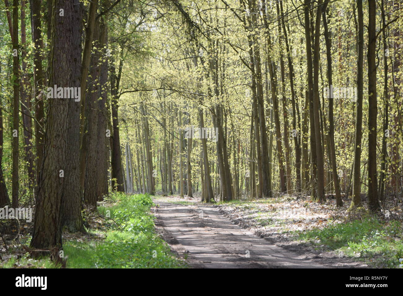 forest path in spring Stock Photo - Alamy