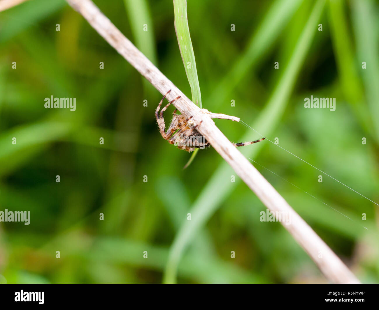big garden spider outside hanging onto blade of grass Araneus ...