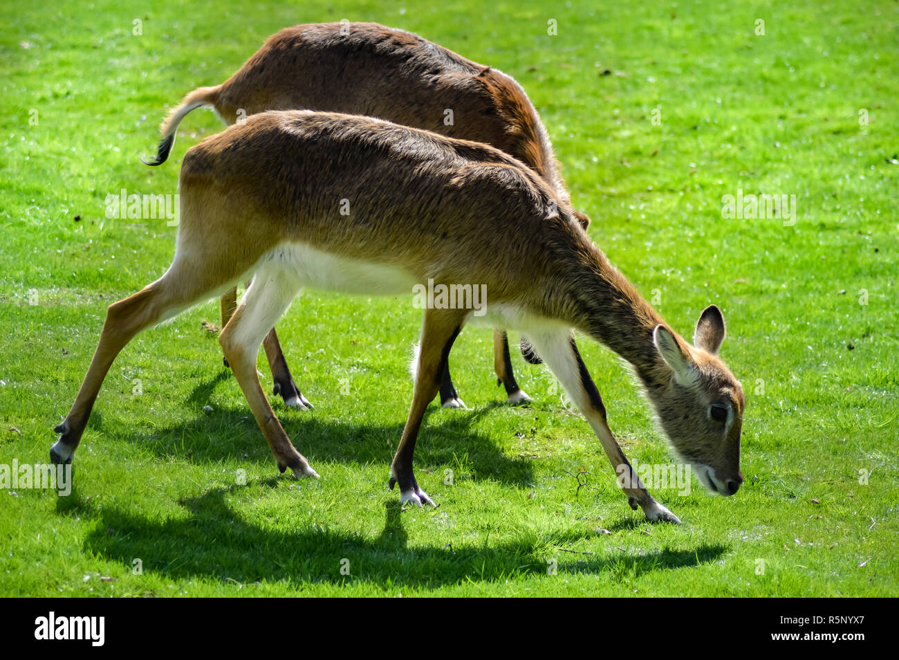 Cobe lechwe hi-res stock photography and images - Alamy