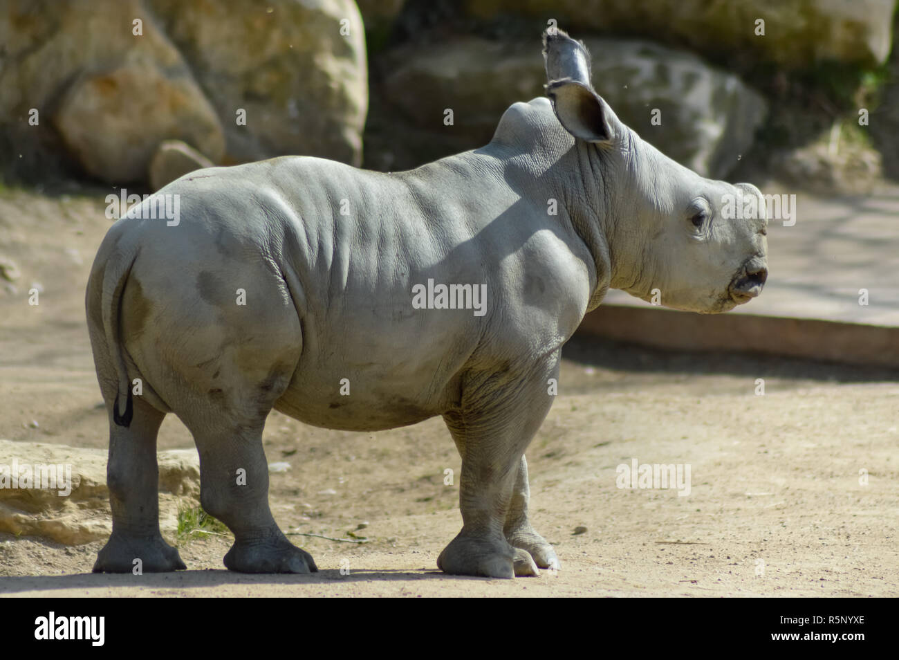 Young rhinoceros on a rock background Stock Photo - Alamy
