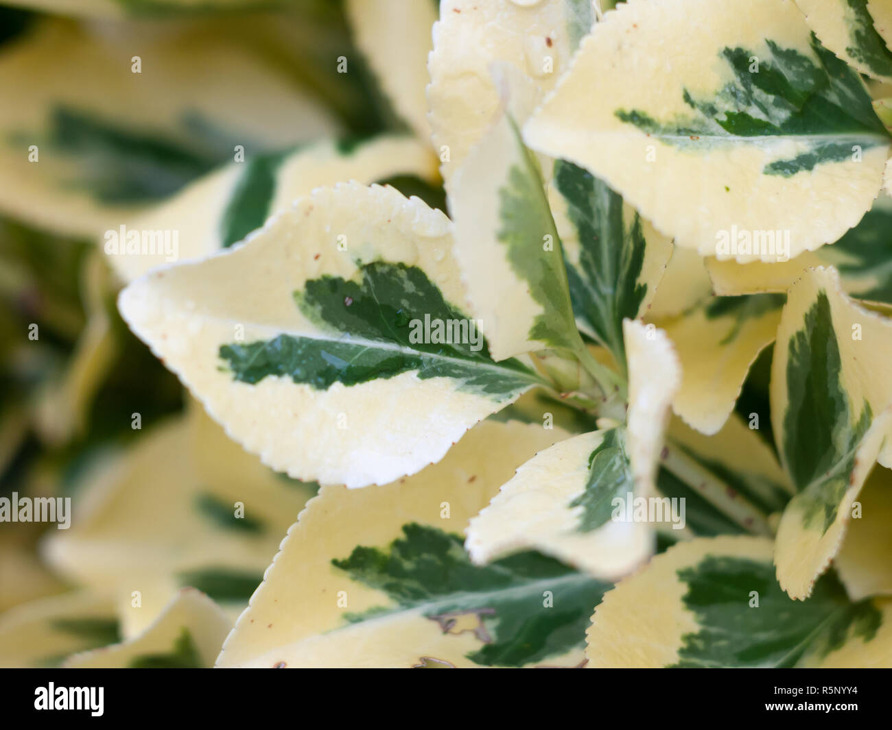 close up wet variegated shrub leaves outside garden Stock Photo - Alamy