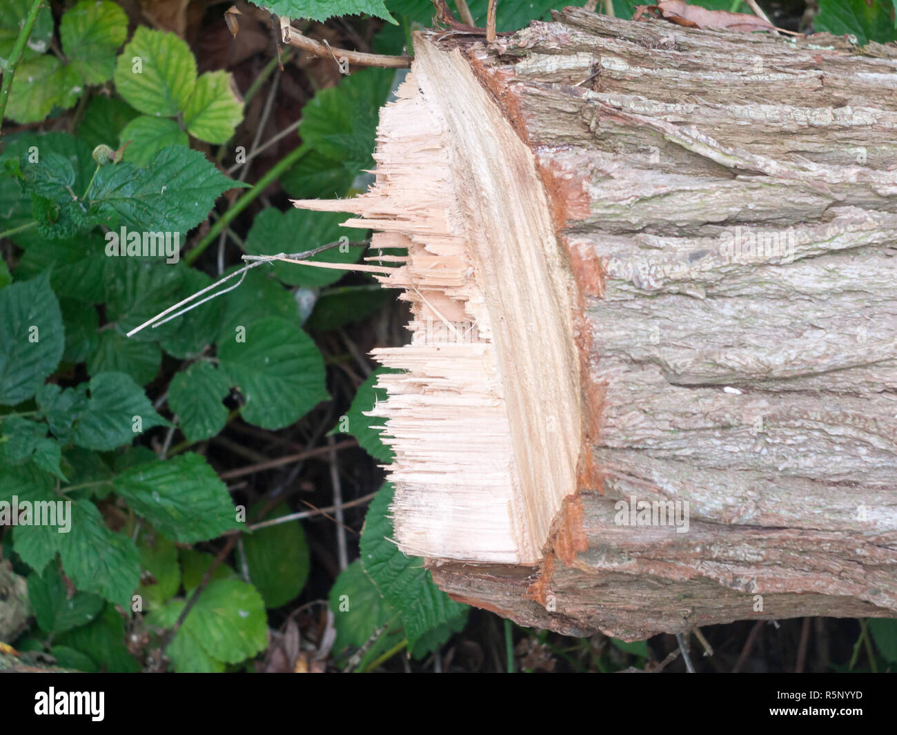 edge of sharp jagged chopped tree trunk stump wood tree surgery Stock ...
