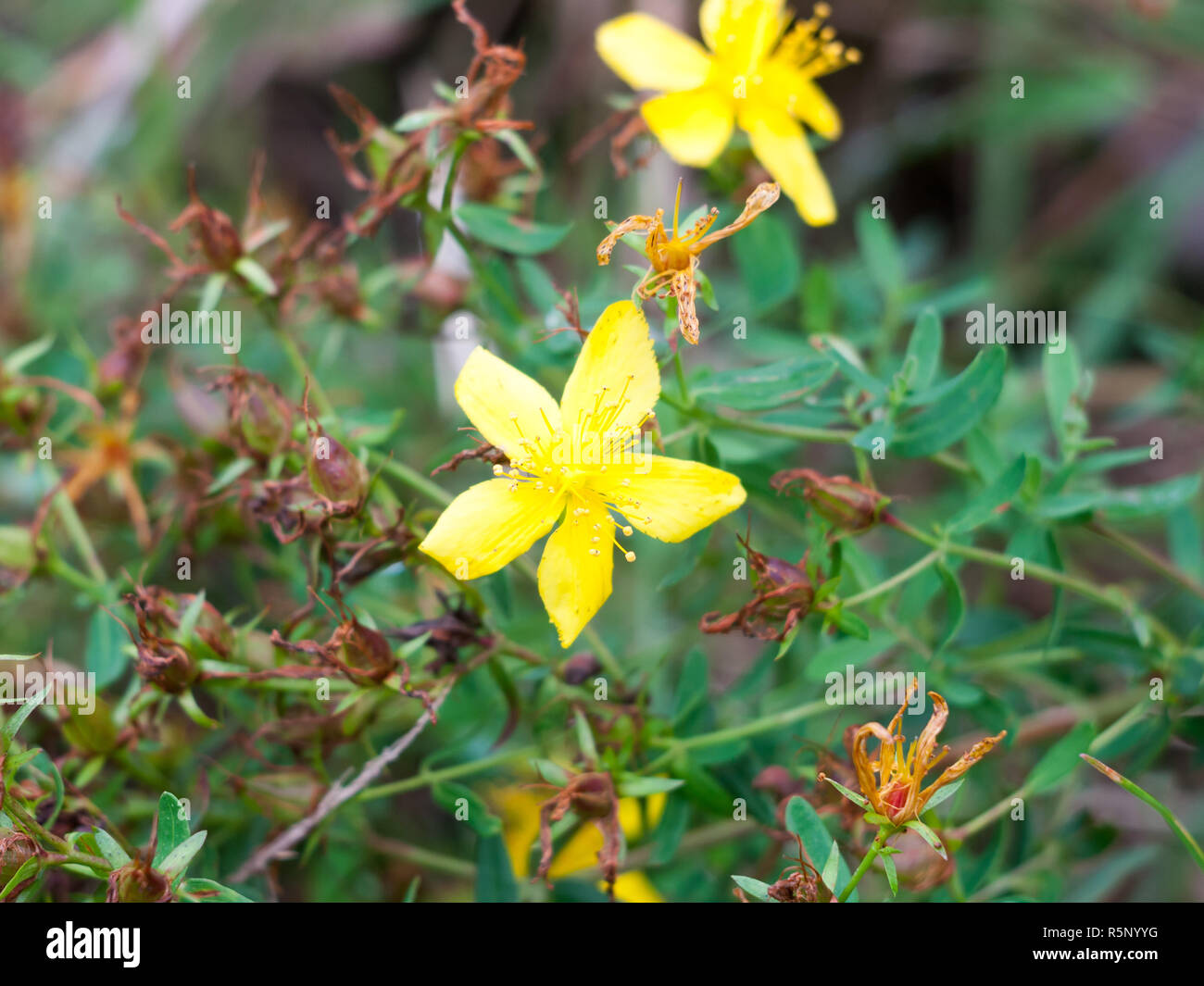 perforated st john's wort on grassland grass floor up close Stock Photo ...