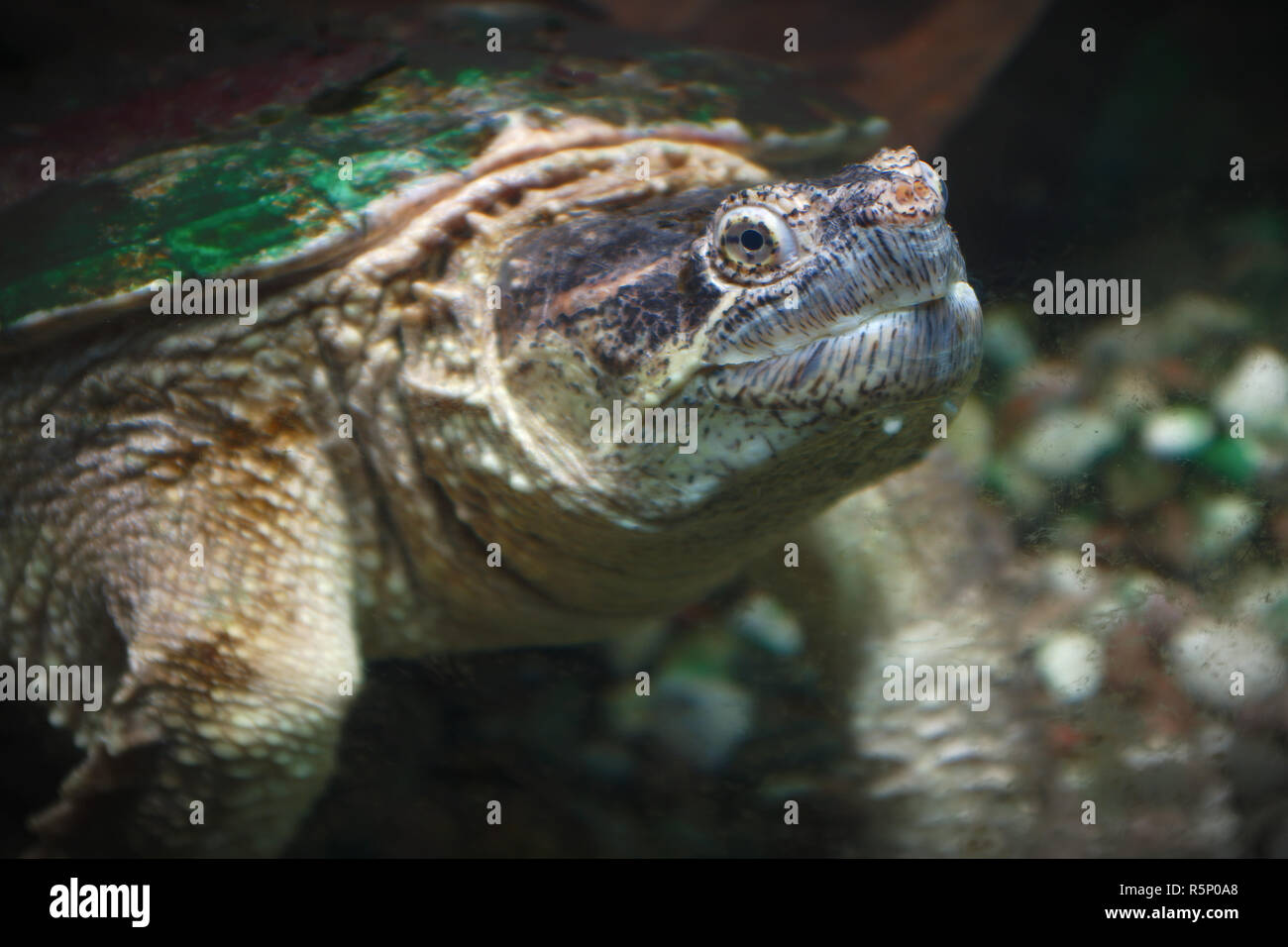 turtle swimming underwater marine life environment reptile wildlife ...