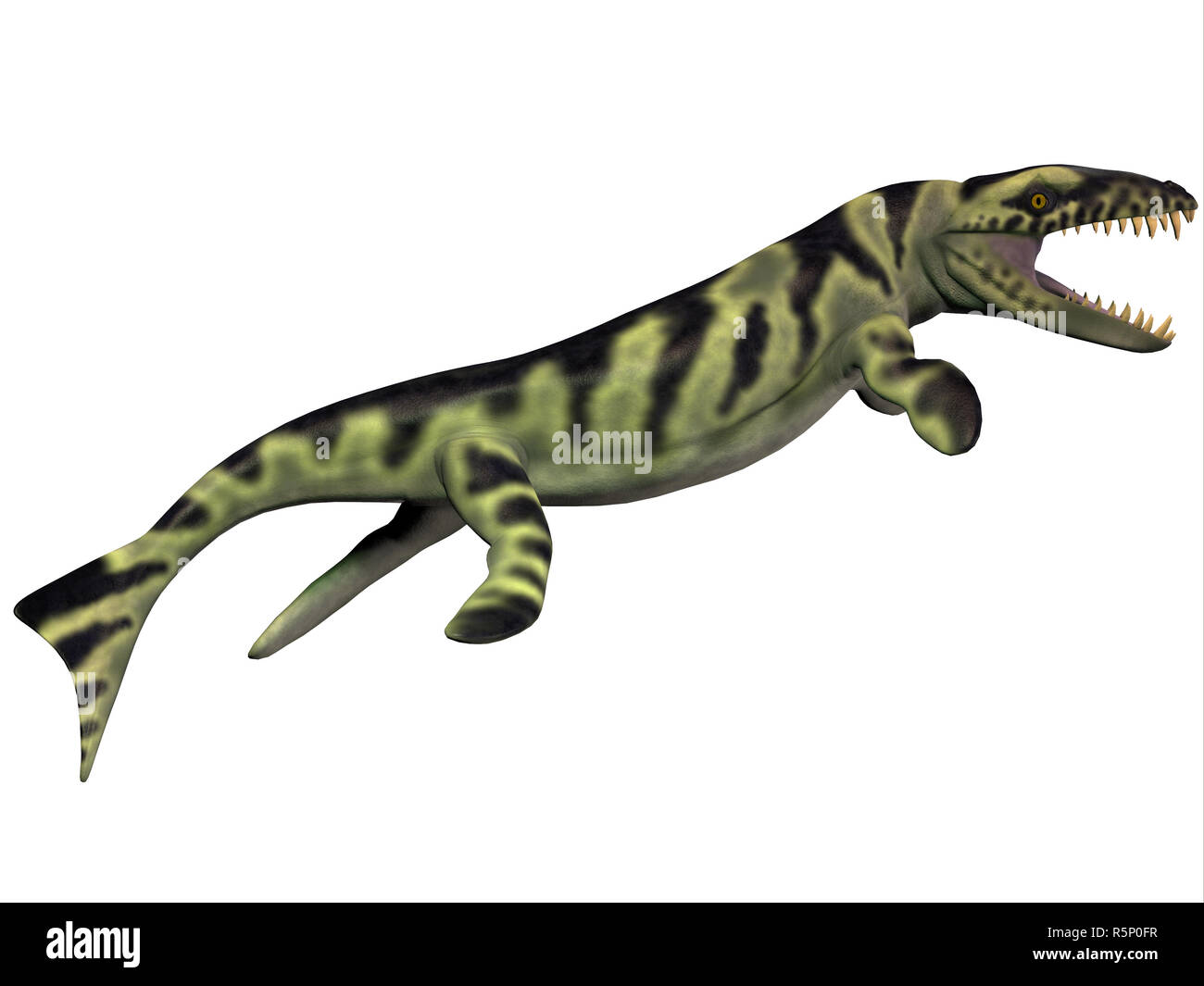 Dakosaurus