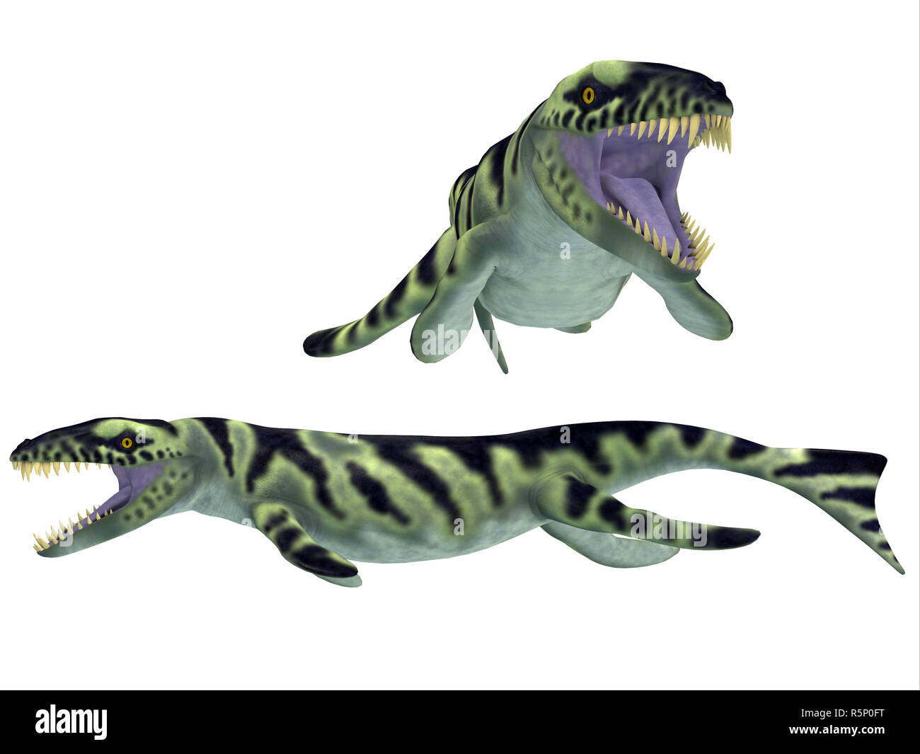 Dakosaurus on White Stock Photo - Alamy