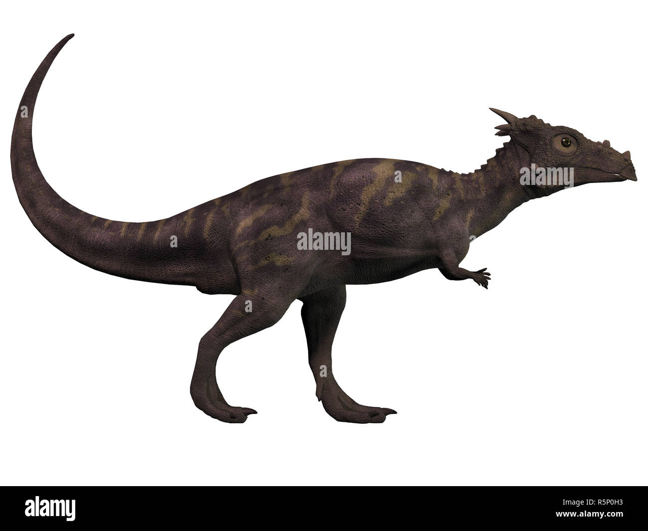 Dracorex hi-res stock photography and images - Alamy