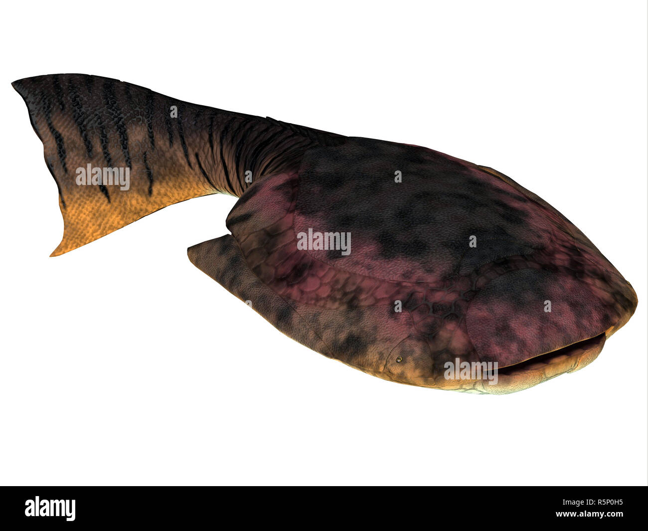 Drepanaspis hi-res stock photography and images - Alamy