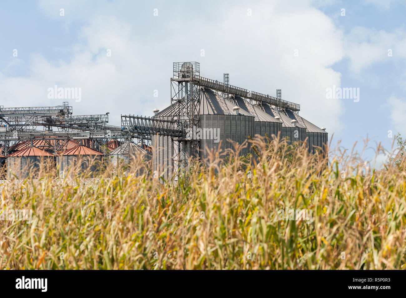 Set of storage tanks , blurred in foreground plants of corn Stock Photo ...