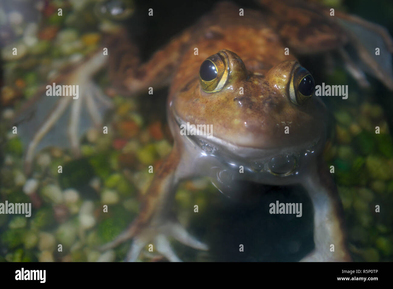 brown frog amphibian in water Stock Photo - Alamy