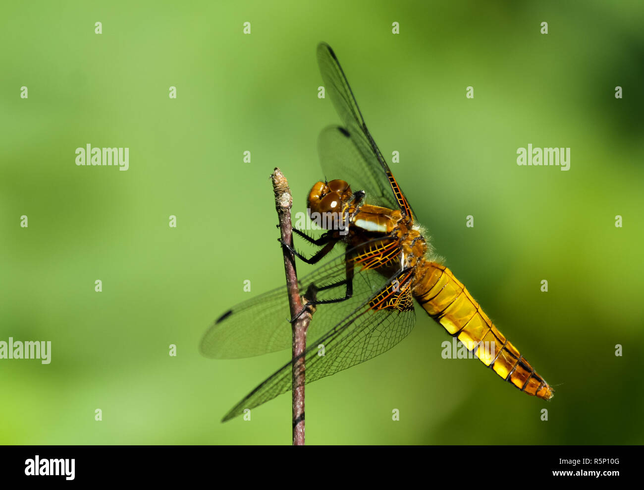 flat stomach,libellula depressa Stock Photo - Alamy