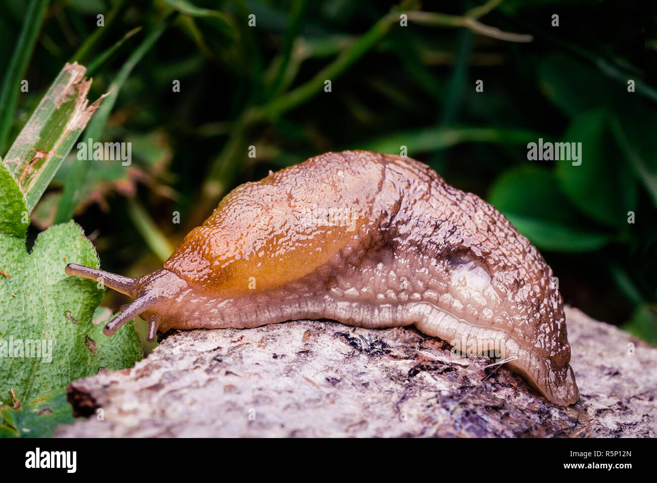 Large slug on ground hi-res stock photography and images - Alamy