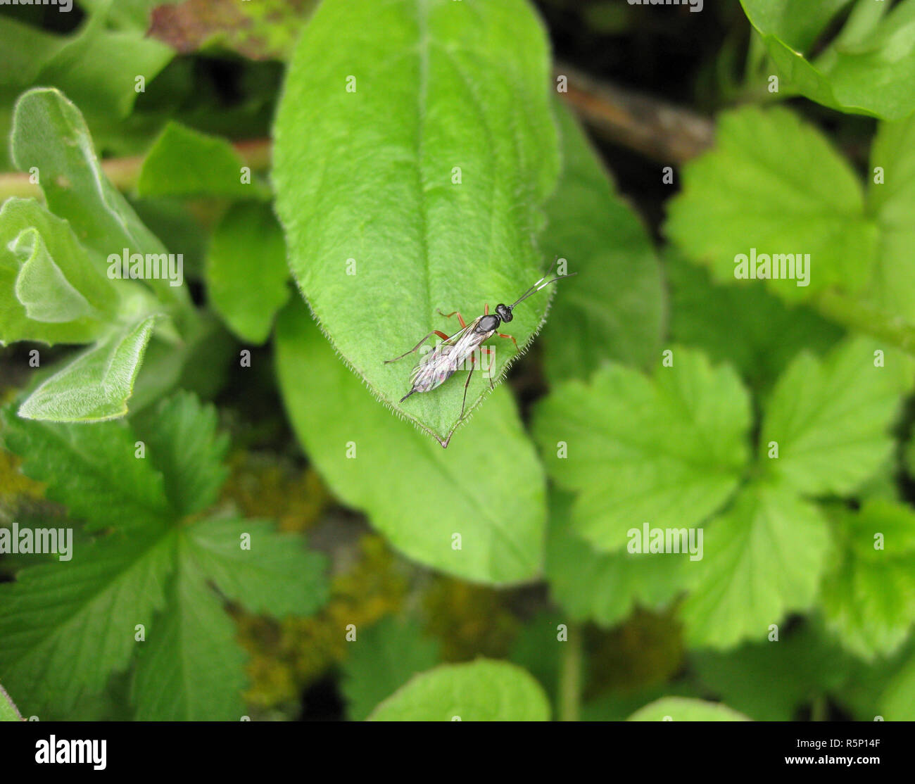 Insect rider. The hymenopteran insect on a green leaf Stock Photo - Alamy