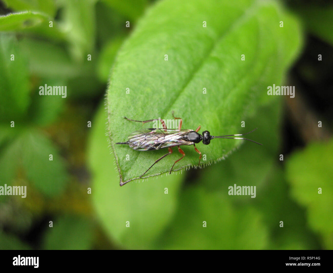 Insect rider. The hymenopteran insect on a green leaf Stock Photo - Alamy