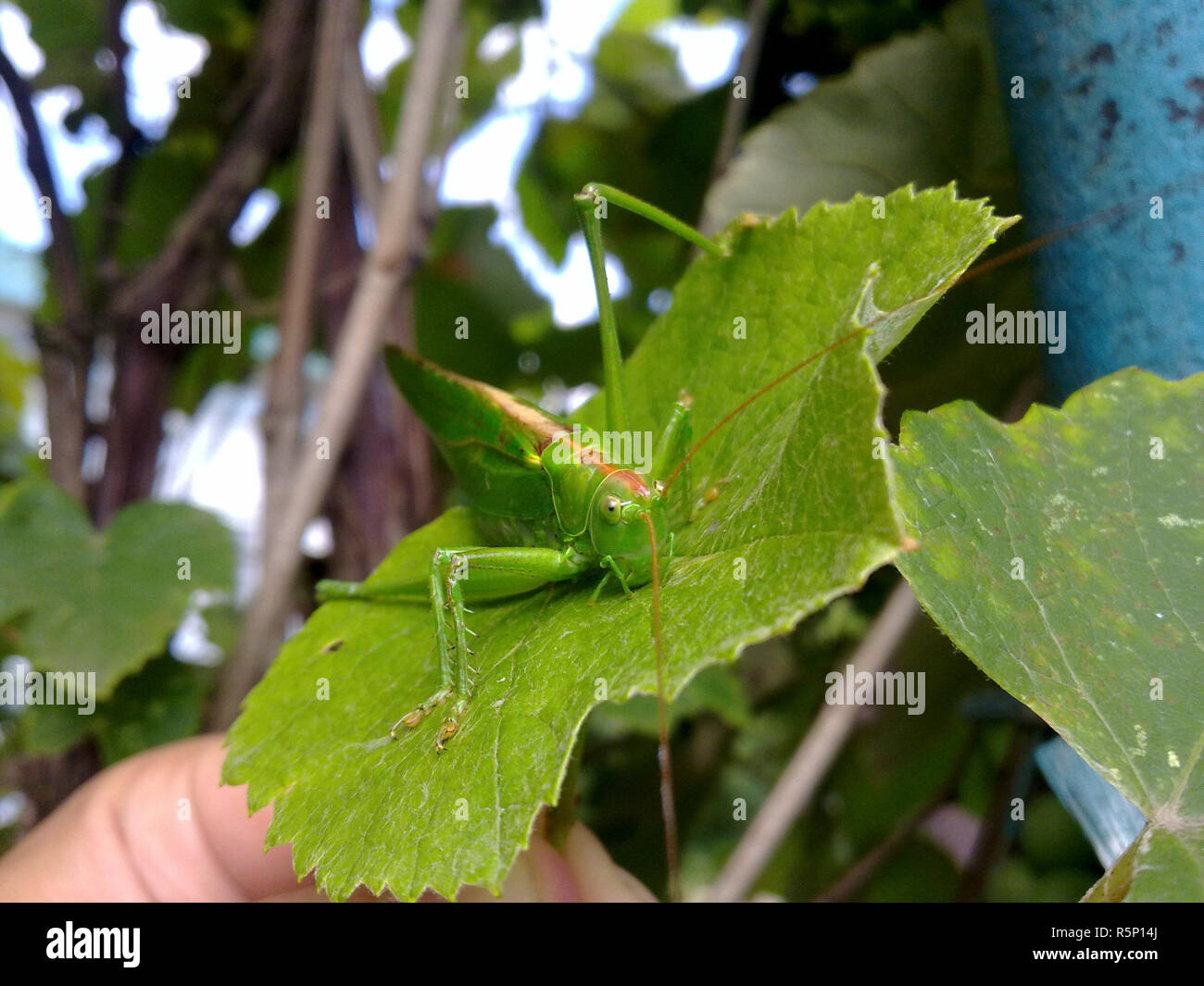Grasshopper Macro. Green grasshopper in a native habitat. Wrecker of ...
