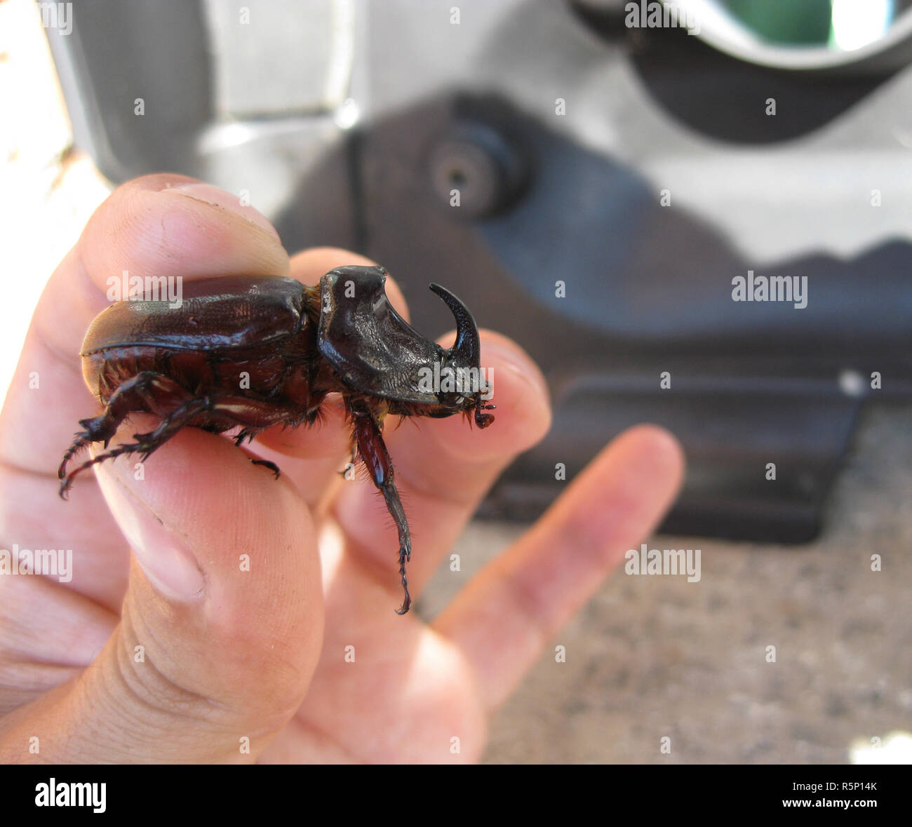 A rhinoceros beetle in a human hand. A large beetle with a horn Stock ...