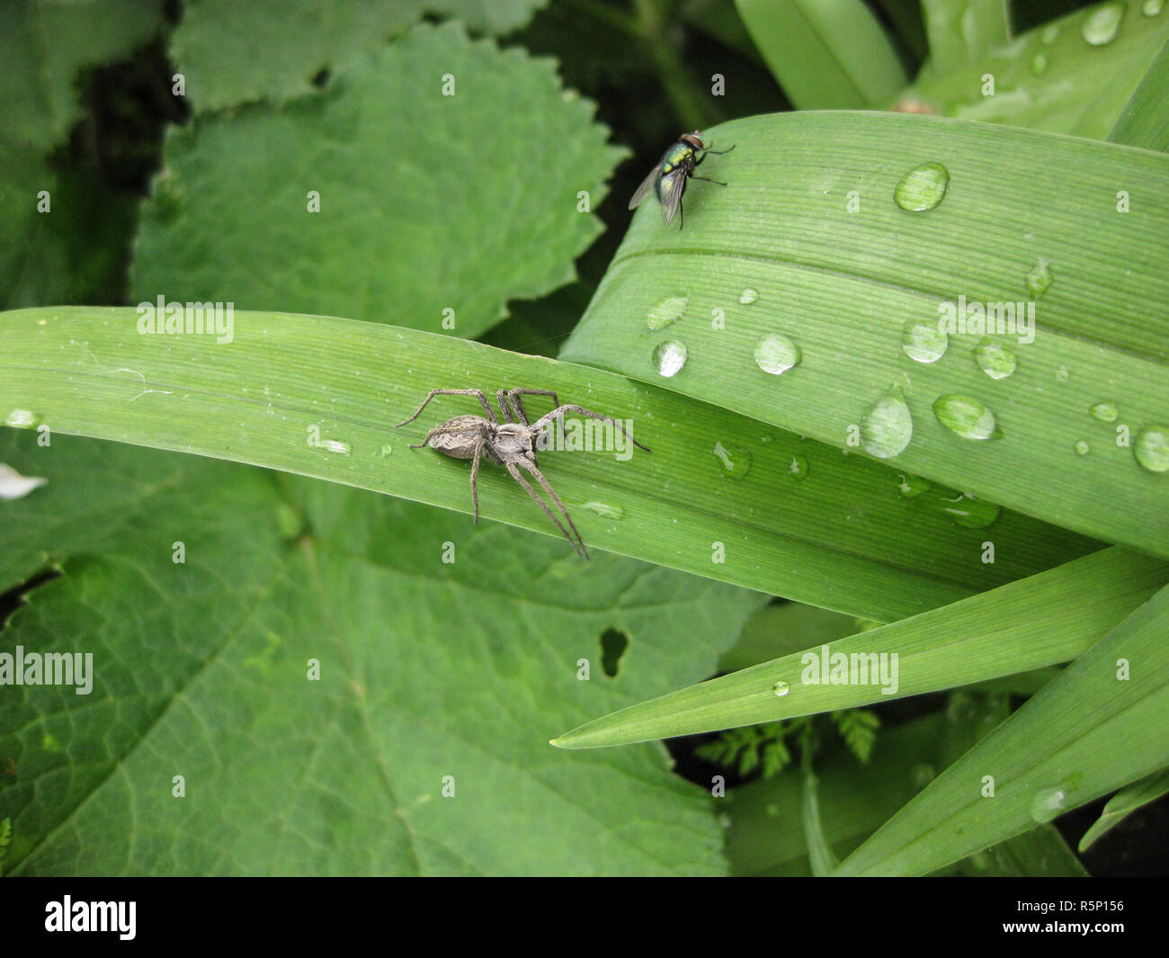 Spider hunter. A spider hunts a fly Stock Photo - Alamy