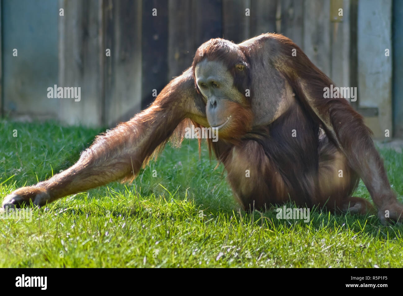 Monkey walking with children hi-res stock photography and images - Alamy