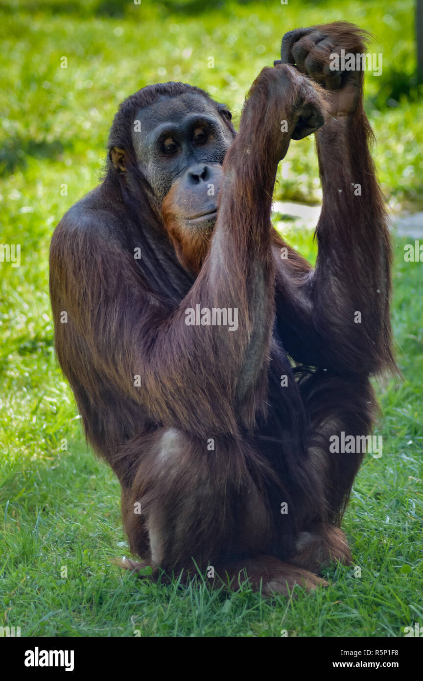 Monkey Orang-Outang walking Stock Photo - Alamy