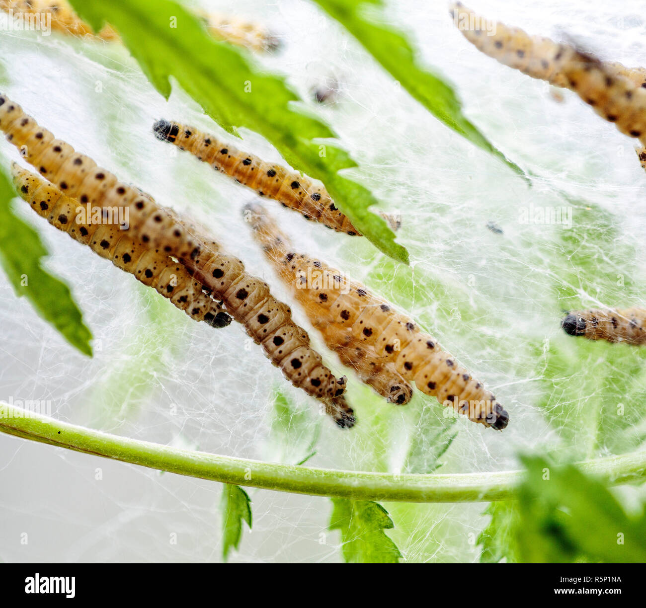 group of caterpillars in spring Stock Photo - Alamy