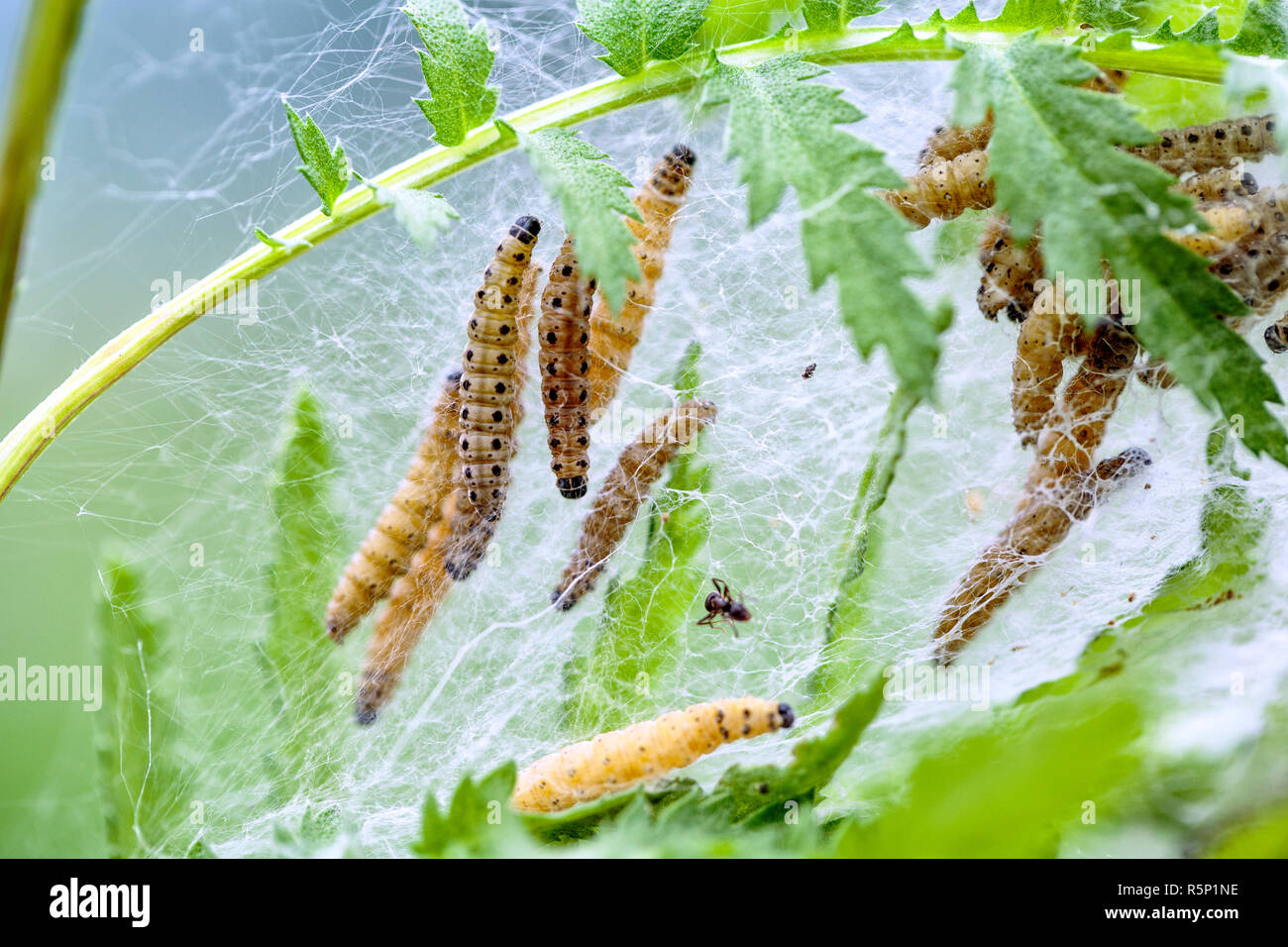 group of caterpillars in spring Stock Photo - Alamy