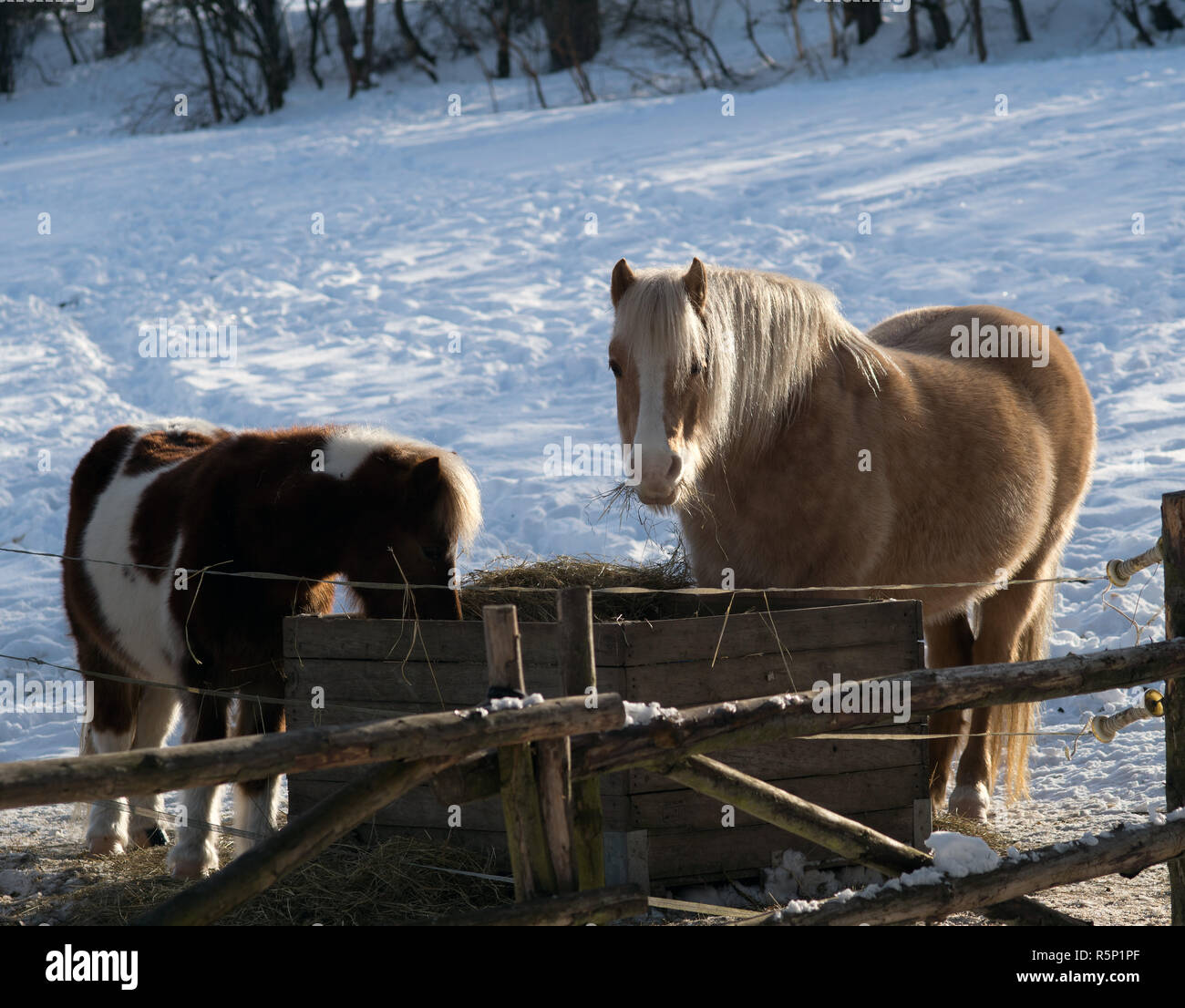 Two old horses standing hi-res stock photography and images - Alamy