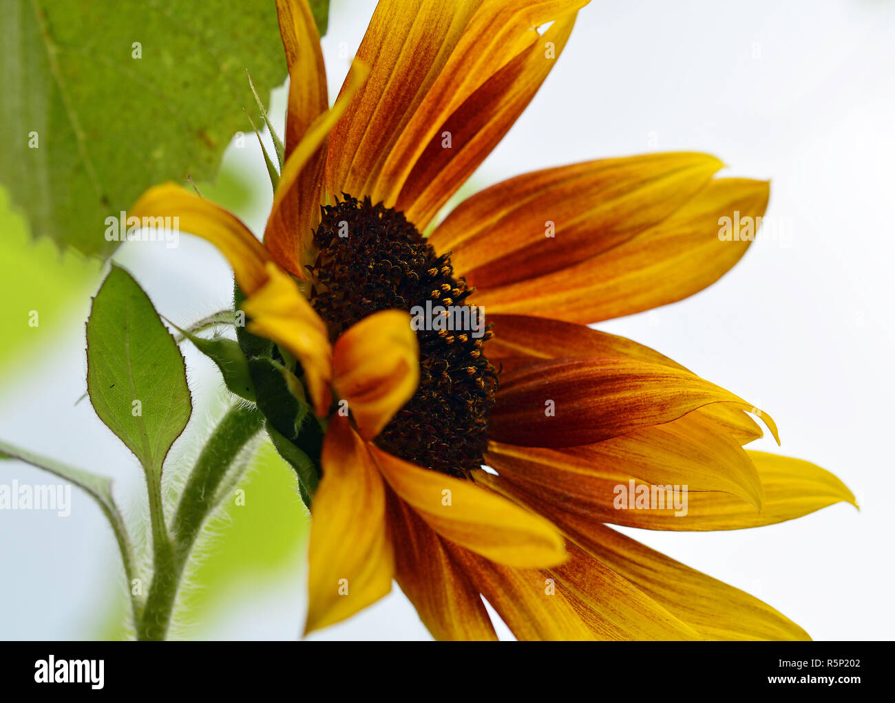 sunflower - red sun Stock Photo - Alamy