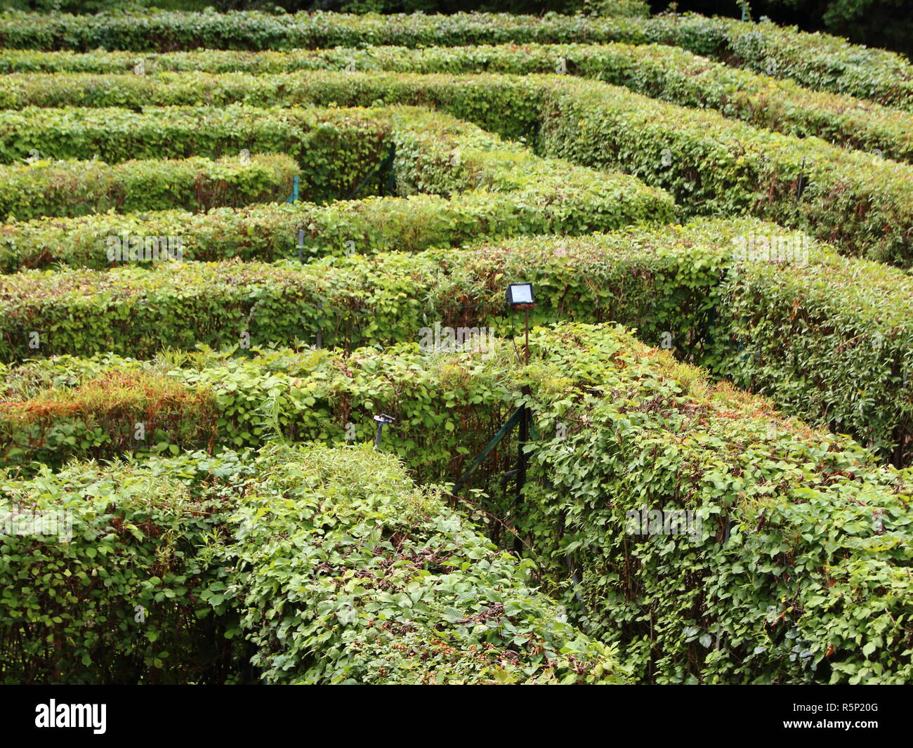 Labyrinth Maze of Orderly Cut Green Bushes Stock Photo - Alamy