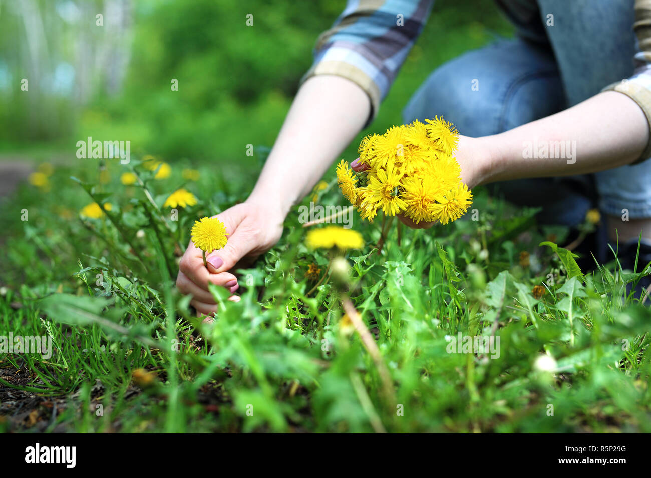 Dandelion. Dandelion weed or medicinal plant. Yellow dandelion flowers ...