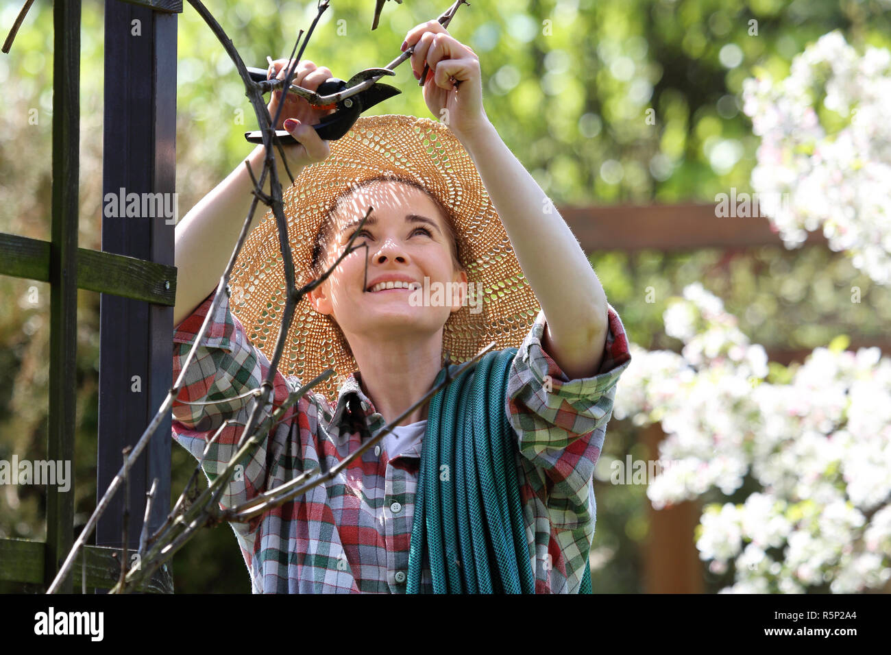 Grape, the woman pruned with dry vine vine Stock Photo - Alamy