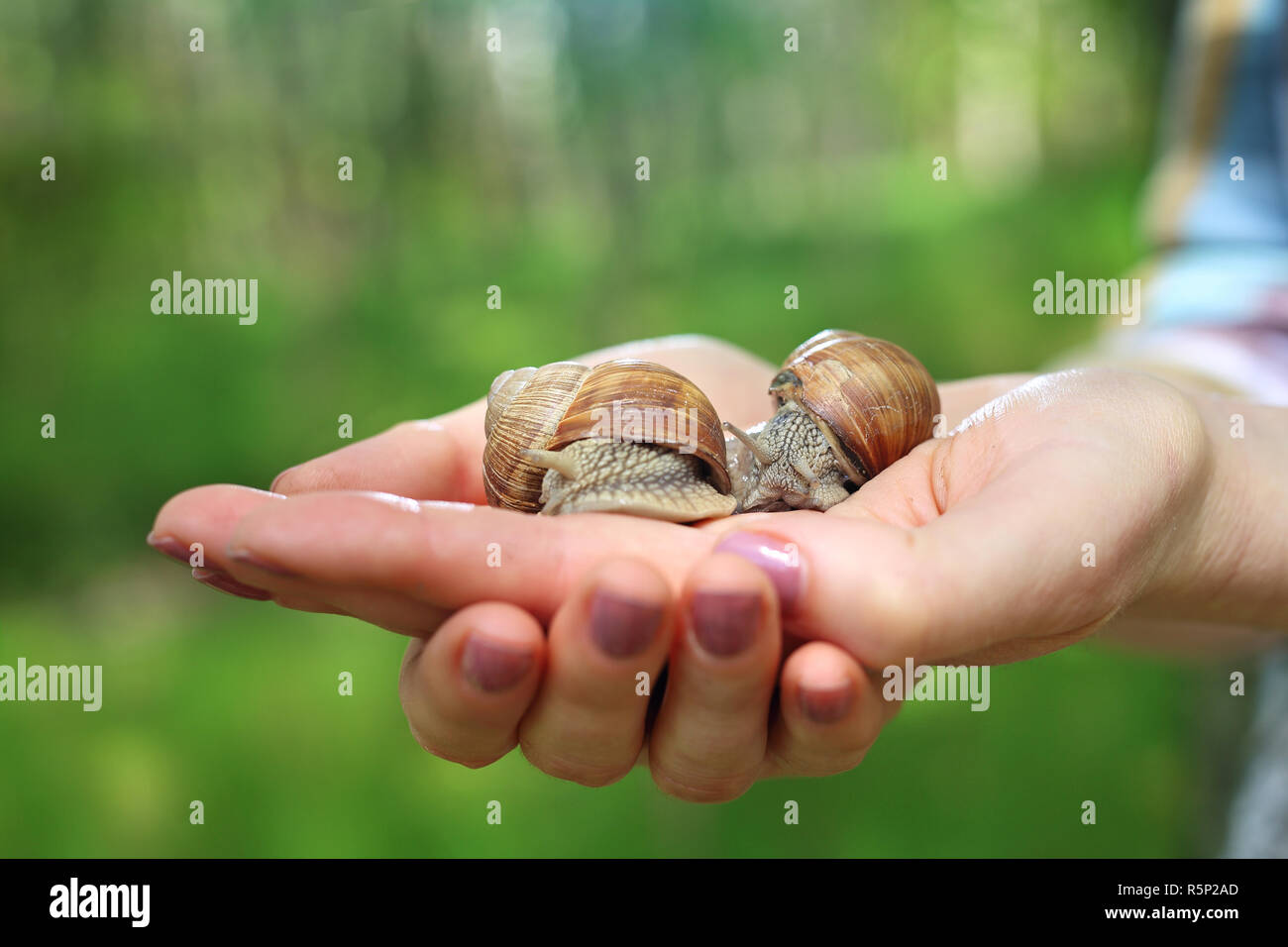 Large snail on hands Stock Photo - Alamy