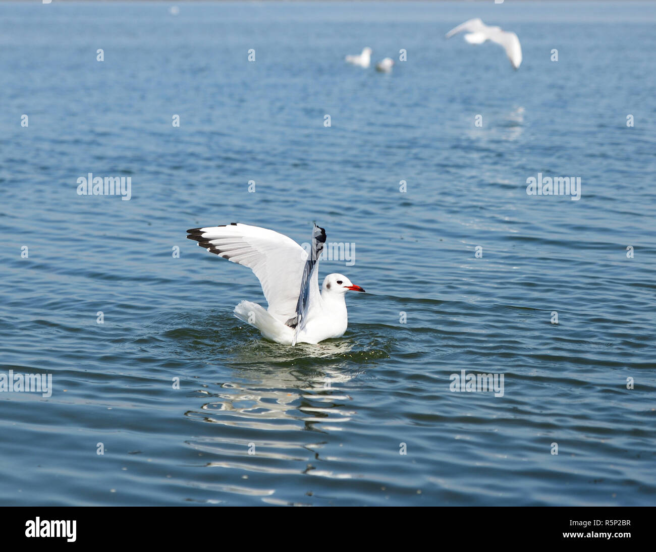 white seagull gull floating in the sea Stock Photo - Alamy