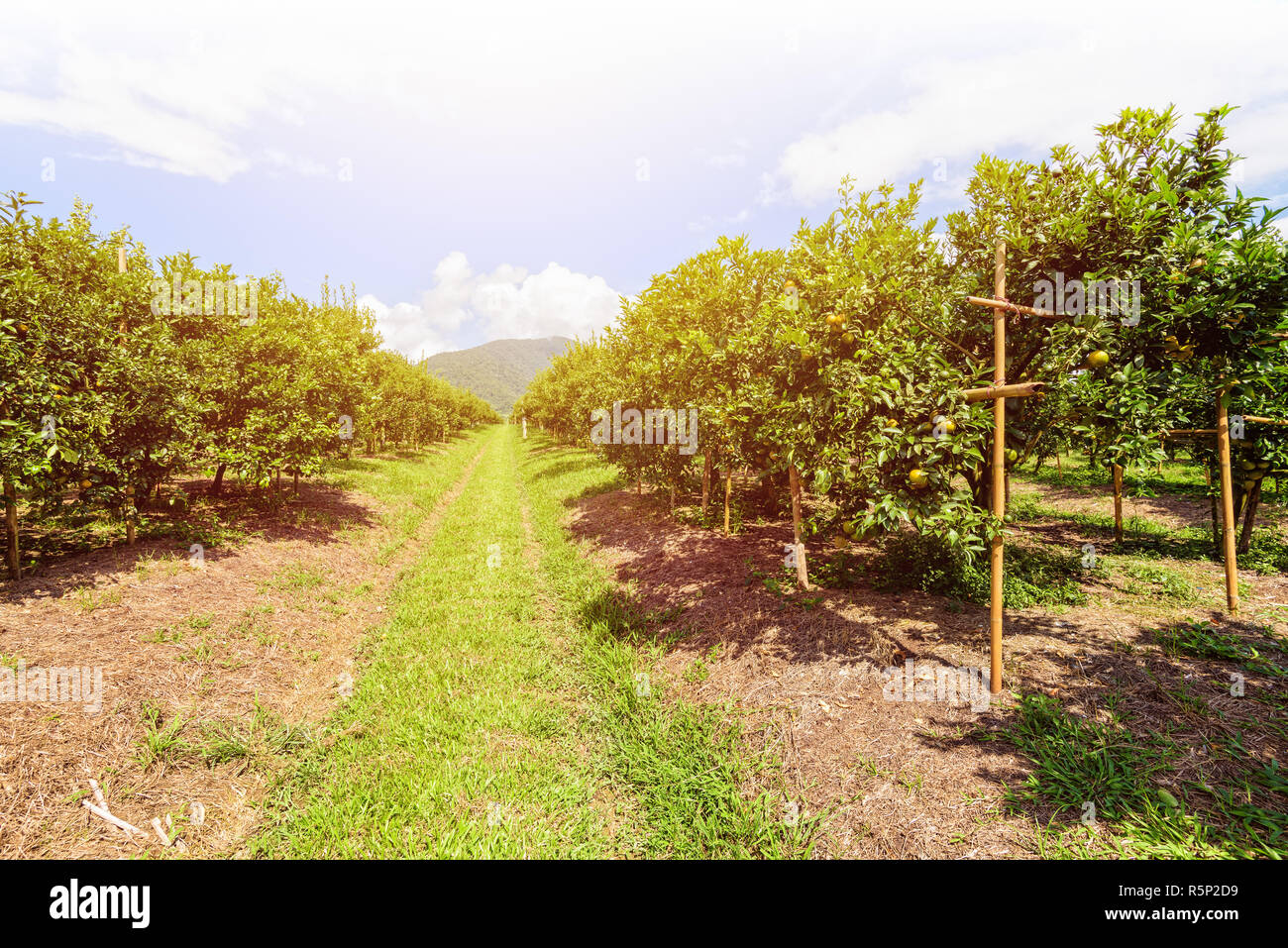 Tree way pathway fruit leaves hi-res stock photography and images - Alamy