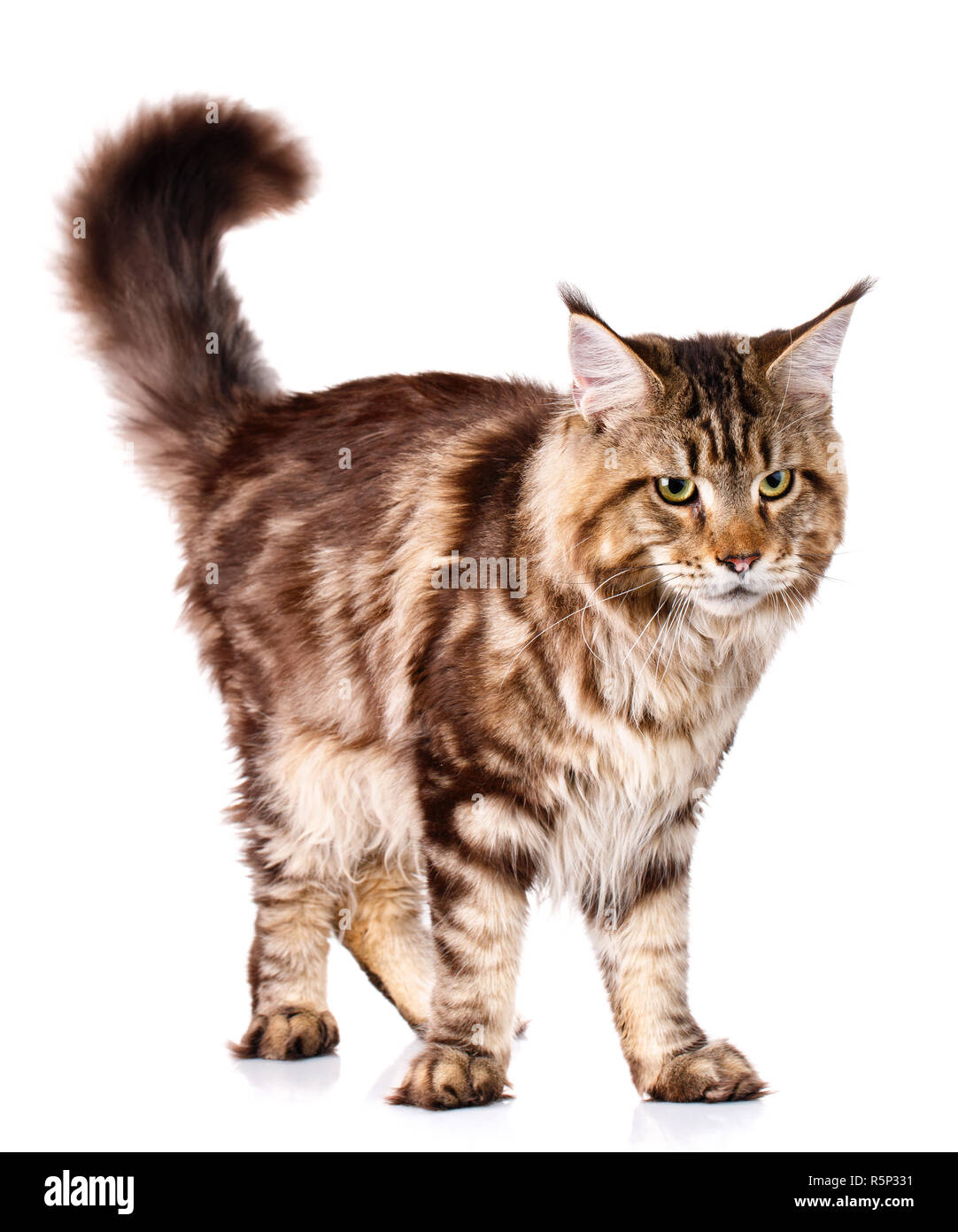 brown Maine Coon standing on four legs Stock Photo - Alamy