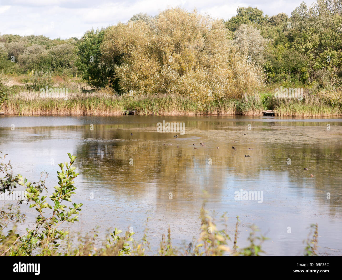 lake summer scene with ducks and tree reflections Stock Photo - Alamy