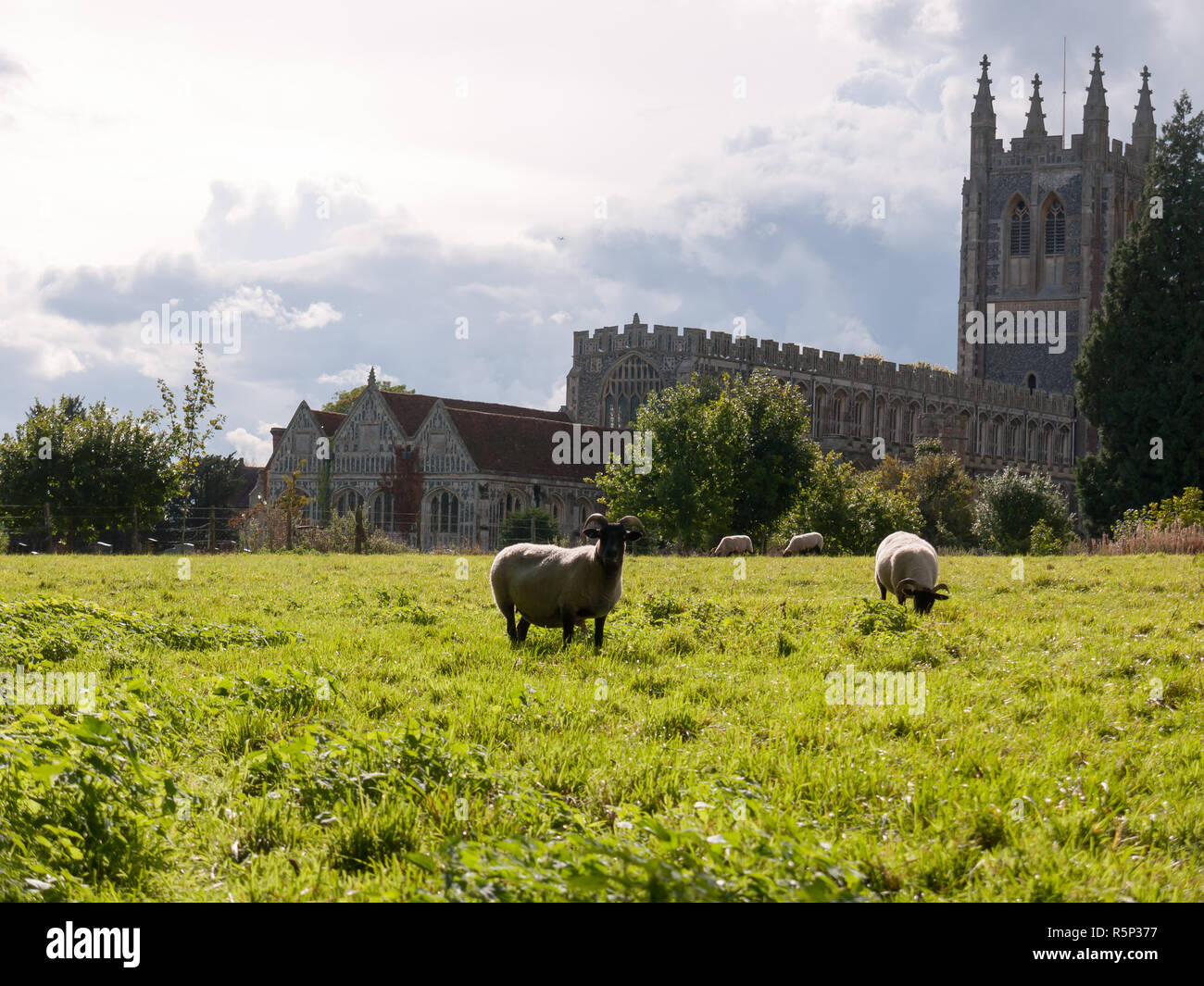 english christian summer field scene of sheep grazing church in the ...