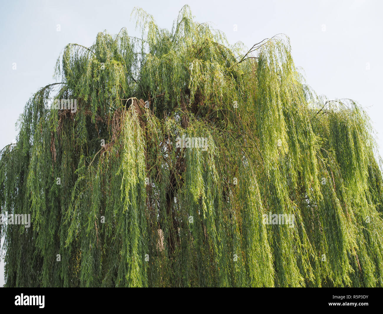 Weeping willow tree Stock Photo - Alamy