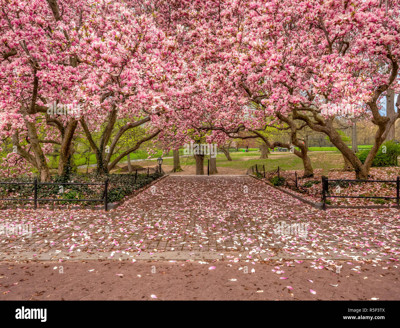 Central Park, Manhattan, New York City in spring Stock Photo - Alamy