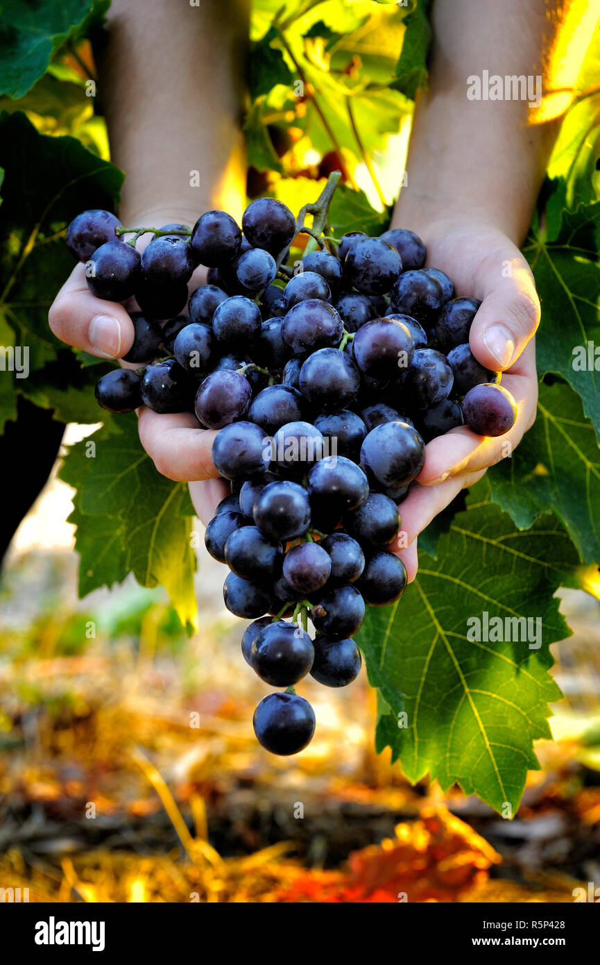 Rasp leaf hi-res stock photography and images - Alamy