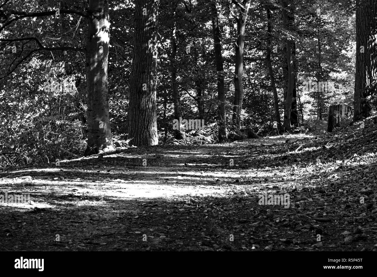 the quiet way Stock Photo - Alamy