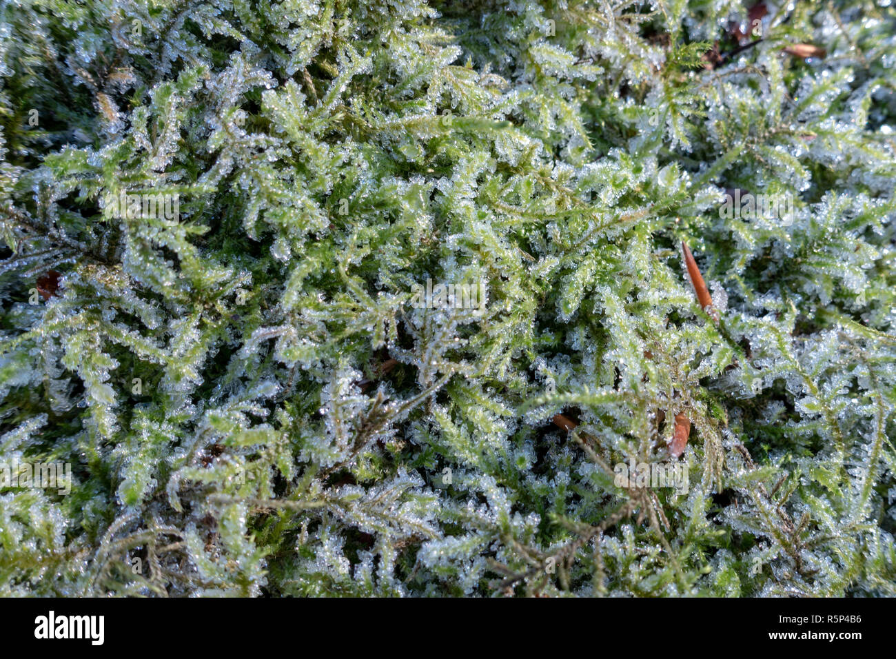 Frost on moss hi-res stock photography and images - Alamy