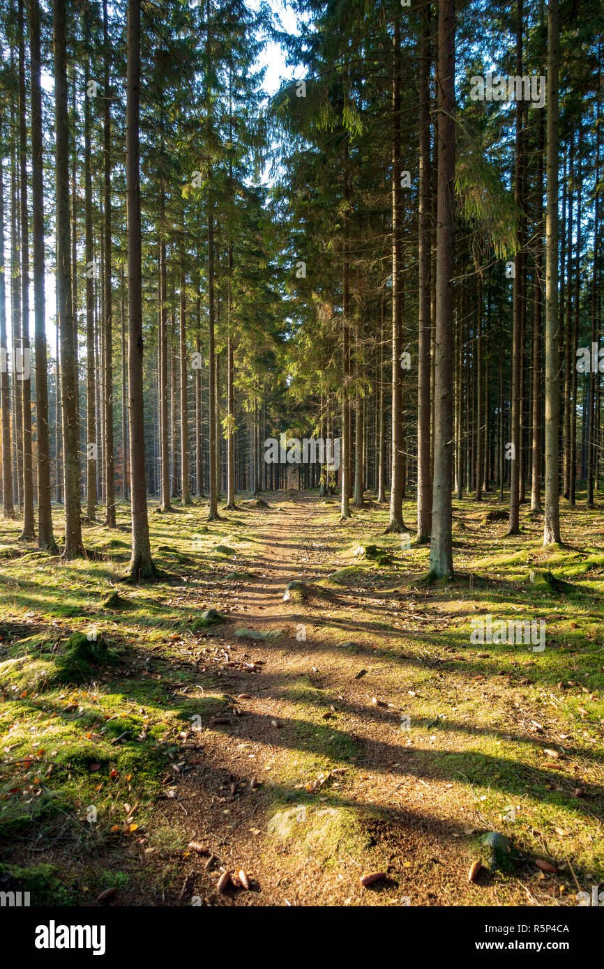 Fir forest trail hi-res stock photography and images - Alamy