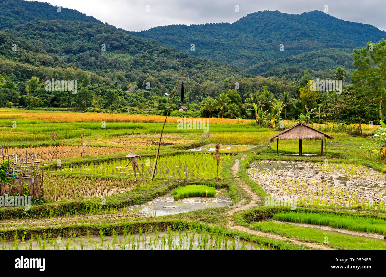 Landscape with rice fields, Luang Prabang, Laos Stock Photo - Alamy
