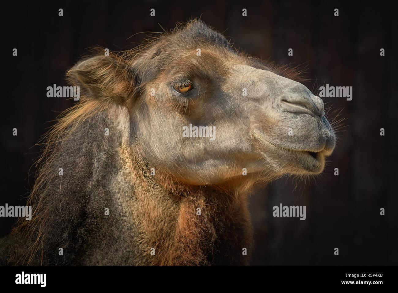 Portrait of Camel Stock Photo - Alamy