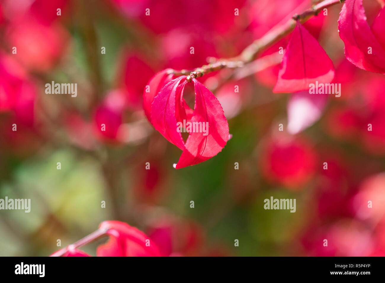 Autumn pink leaves on a tree background Stock Photo - Alamy
